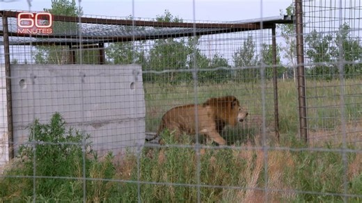 412K views · 10K reactions | “This'll be the first time ever that they've been able to either run or live in a big space like this, even have deep grass.” Pat Craig’s animal sanctuary is home to more than 700 rescued animals. https://cbsn.ws/42gwhaJ | 60 Minutes | Facebook