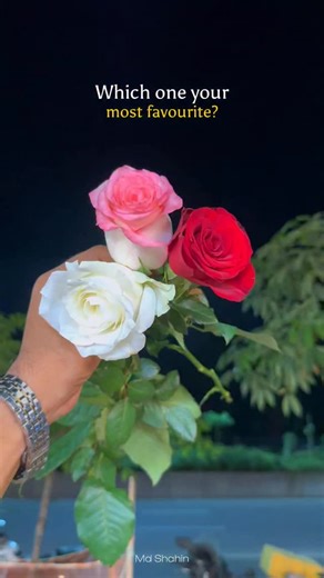 Md Shahin on Instagram: "Which colour rose your most favourite?"