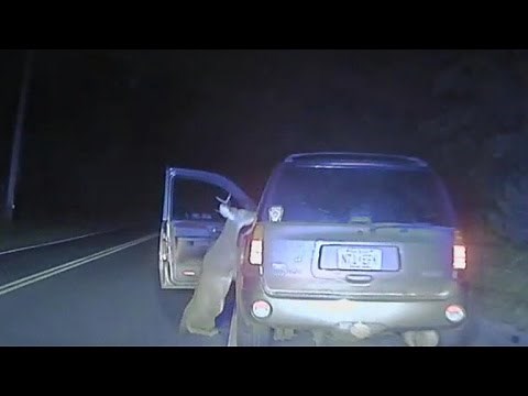 Watch Deer Try To Hop Into Car With Driver After Being Hit on Road