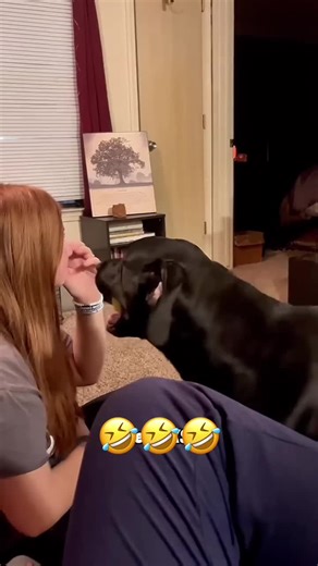 Hilarious Animal Voiceovers That Will Make You Laugh