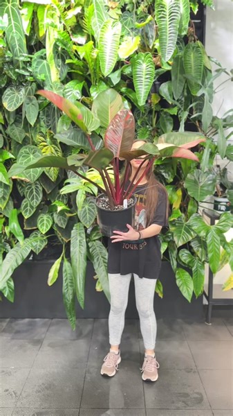 We like big plants and we cannot lie! 🤣 The Philodendron ‘Red Congo’ variegated reaches an impressive size, making it a striking addition to anyones collection! 💗🌿🙌🏻 📸 Philodendron ‘Red Congo’ variegated #rareplants #philodendronfriday #pinkfriday2 #pinkfriday #pinkplants #philodendron #tropicalplant #plantmom #plantdad #plantsoftiktok #planttiktok #planttok #plantsofinstagram🌱