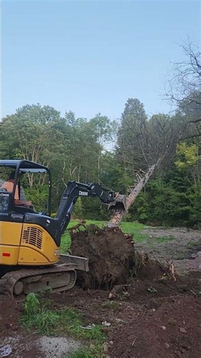 felling a tall dead tree