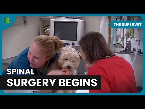 Bionic Vet Tackles Spinal Nerve Pain in Dog | The Supervet | Documentary