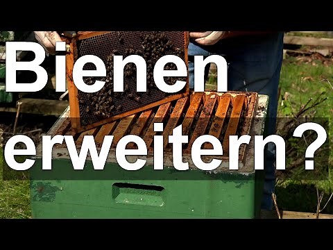 Bienen: Umstellung auf eine Brutzarge Segeberger, Honigraum geben, aber wie?