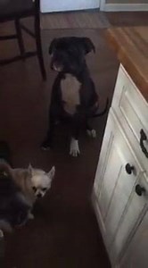 967 reactions · 31 shares | LOOK WHAT I DID TODAY!!! I can walk, I'm...