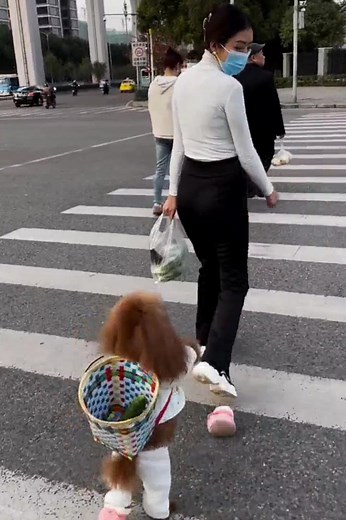 Смешные видео с китайскими собаками, ходящими на задних лапах