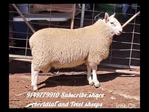 Cheviot sheeps ❤️ you can book your cheviot male or female booking available 9149779910#cheviot