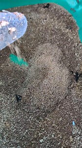 millions of baby maggots- a sign of successful BSF eggs hatching 👍 #blacksoldierflyfarming | Hamzah BSFL Project