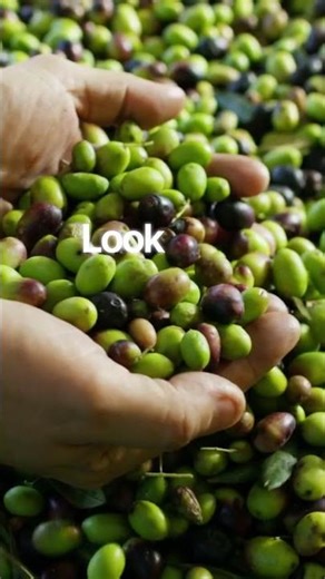 The Best Olive Oil for Alzheimer’s Prevention 🫒 #BrainHealth