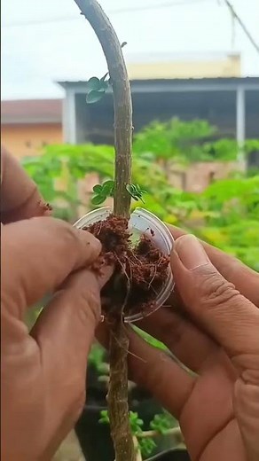 Air-layering technique using ready-made plastic molds: