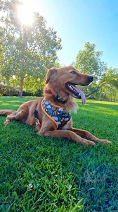 They said who rescued who and it’s true. Seeing a rescue dog’s transformation is more rewarding than anything you could imagine. #rescuedog #dogsoffacebook #goldenretrievermix | chance_the_mini_golden