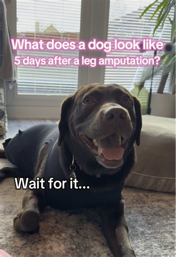 Inspiring Recovery of a Three-Legged Labrador