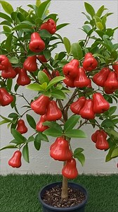 How to grow java apple tree #garden #terracegardenindia #gardening #mangovarieties #shorts #JavaApple #roseapple | Tree Garden