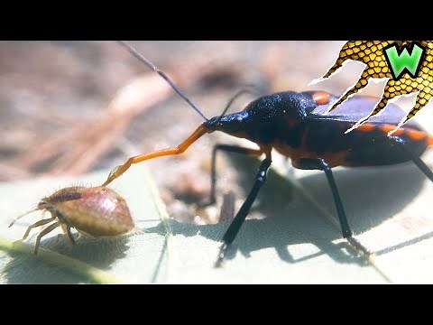 This Stink Bug's Mouth Will Melt Your Insides