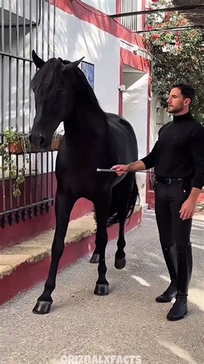 why do horses sleep while standing?