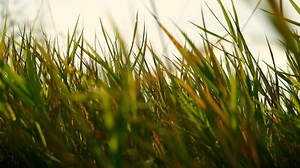 Grass, Plants, Wind. Free Stock Video