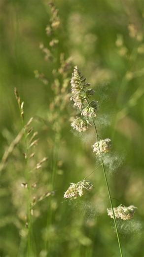 Four Points Family Chiro on Instagram: "Cedar got you in a chokehold? Try these tips: Use local honey Stay hydrated Change clothes and rinse ASAP when getting home Neti pot! #austinallergies #neckpain #fivestarreviews🌟🌟🌟🌟🌟 #wellness #chiropractic #steinerranch #riverplaceatx #jesterestates #atxchiro #fourpointsatx #atx #lakeway #grandviewhills #canyoncreekranch #nextdoor #neighborhood #chiropractornearme #headaches #backpain #lowbackpain #healthiswealth #sciatica Www.fourpointschiropractic.