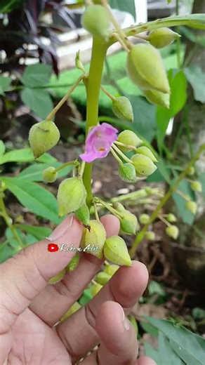 The Magic of the Touch-Me-Not: An Explosive Harvest