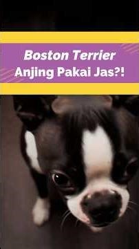 Oh Ternyata #113 – Boston Terrier #DogFacts #OhTernyata #AnjingUnik