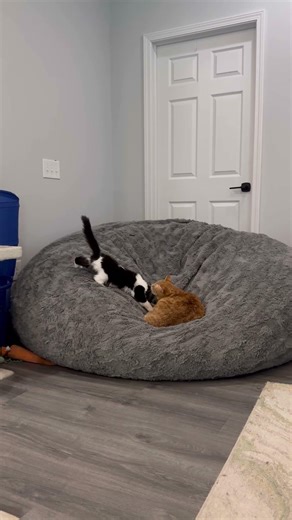 The Sweetest Orange & Tuxedo Cat Snuggle Session🥹❤️ #catvideos #cute #catlife #cat #kittencuddles