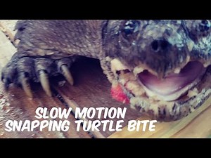 SNAPPING TURTLE BITE - SLOW MOTION