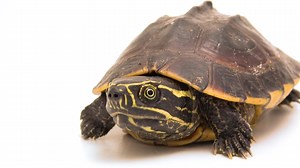 This beauty is a Mekong snail-eating turtle that I videoed while visiting ACCB Cambodia. Found throughout Cambodia, Indonesia, Laos, Malaysia, Thailand, and Vietnam, this turtle makes its home in slow-moving bodies of water with muddy bottoms and lots of vegetation, such as marshes, swamps, rice paddies, and irrigation canals. As its name suggests, this species feeds almost exclusively on snails thanks to its large head and strong jaws which makes crushing the shells of its prey easy. In the wil