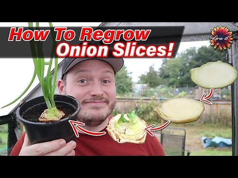 How To Regrow Onion Scraps, Will It Actually Work? // Can I Grow Unlimited Onions?!