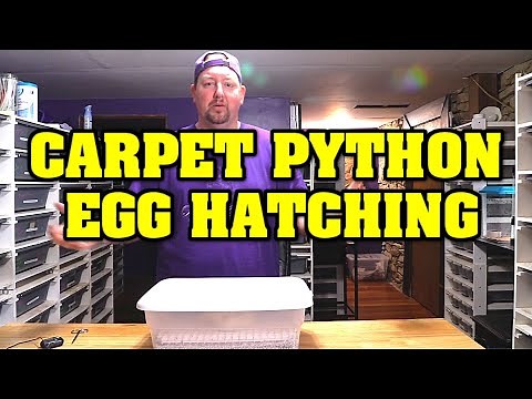 Hatching CARPET PYTHON EGGS!!!