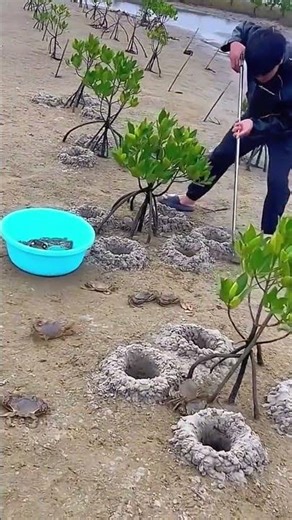 Catching process of crabs in sand holes
