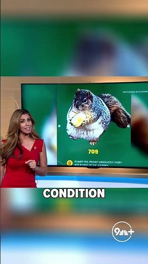 Fat Squirrel Week: Meet the steamrolling front-runner 709