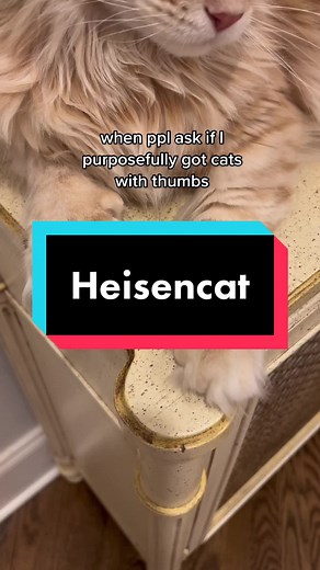 heisencat #catsoftiktoktiktok #mainecoonsoftiktok #kittensoftiktok #thumbcat
