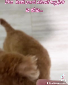 From fear of human, growling and biting to enjoying the sight of them...