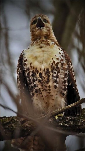 🦅 Red-tailed Hawk Facts showcase soaring raptors hunting prey in nature.#RedTailedHawk