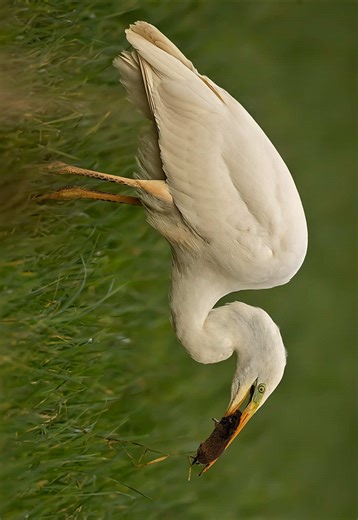 Great Egrets can forage alone or in loose groups, often exploiting shallow pools and flooded margins where prey becomes trapped. ——————— Shot By: Canon 1DX MKII ——————— Great egret · Great white egret · Ardea alba · Wetland restoration · UK herons · Wading birds · Bird behaviour · Bird conservation · Nature documentary · Wildlife Photography ——————— #wildlife #photography #nature #explore #wetlandbirds