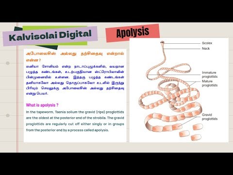 CLASS 12 | BIO ZOOLOGY | Apolysis | அபோலைசிஸ்.