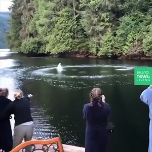 Just for Earth Day, we wanted to share one of our favourite videos of all time with you 🐋 | Euronews Green