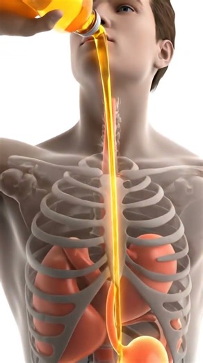 “Honey Digestion Inside the Human Body | Full 3D Animation Showing the Complete Internal Process”