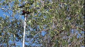 Harvesting in the olive tree plantation. Collecting olives with shaker, modern mechanical equipment in the plant, in Toscany, Italy