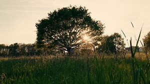 Tree, Field, Summer. Free Stock Video