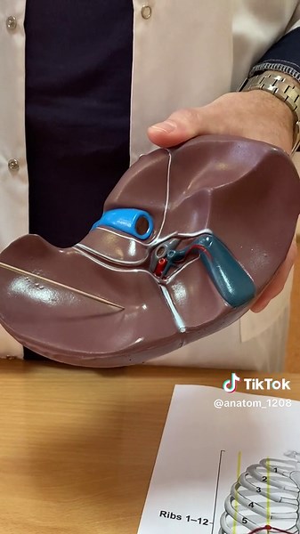 Exploring Human Ribcage and Diaphragm Anatomy Models