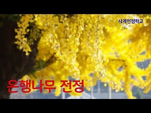 Ginkgo Tree Pruning #275 Four Seasons Pruning School