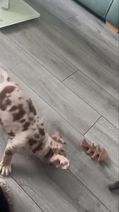 226K views · 18K reactions | A video we just couldn’t resist sharing - some friday joy for everybody 懶 One of our recently adopted pups Rucker isn’t best pleased that his mum and dad have given him a toy he can not obliterate! (The horror ) | Carla Lane Animals in Need Liverpool | Facebook