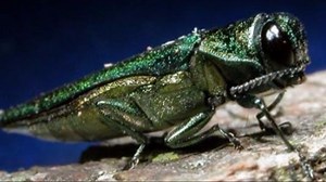 Arkansas quarantined to slow spread of ash tree killing beetle