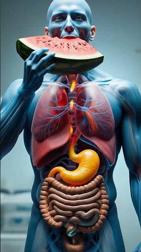What Happens Inside Your Body After Eating Watermelon | 3D Digestive System Animation