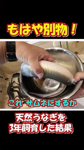 Result of Raising Wild Eel for 3 Years: My Unique 3-Tier Tank Management