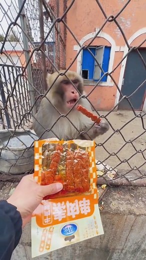 127K views · 839 reactions | At this moment, I need to eat don't play  #reelsviralシ #monkey #Halloween #monkeys #funny | Lover Nature | Facebook