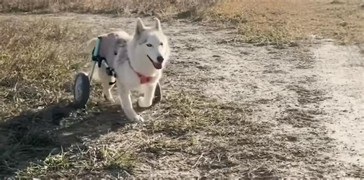 Paralyzed Husky Puppy’s Incredible Journey: Teaching Herself to Walk Defies All Odds - NewsBreak
