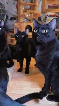 5 Quick Facts About Cats You Didn't Know! #173