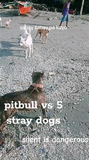 Pitbull vs 5 Stray Dogs: Alpha Street Dog Fights