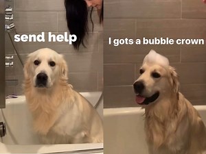 2.5M views · 53K reactions | I swear to dog dis lady likes to do innocent doggos a torture | Charlie The Golden | Facebook